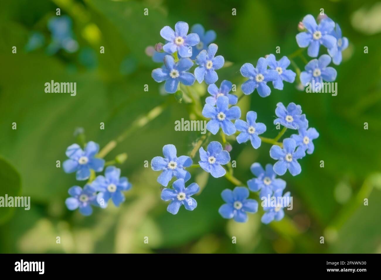 Blue flowers Forget-me-not. Latin name Myosotis sylvatica. Floral ...