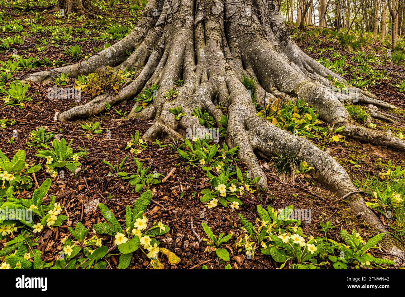 Wild yellow primroses (primula vulgaris) on woodland ground by roots of ...