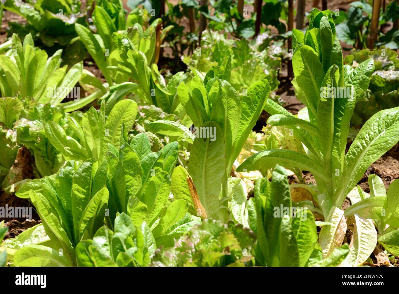Lettuce, leafy vegetables rich in organoleptic and nutritional ...