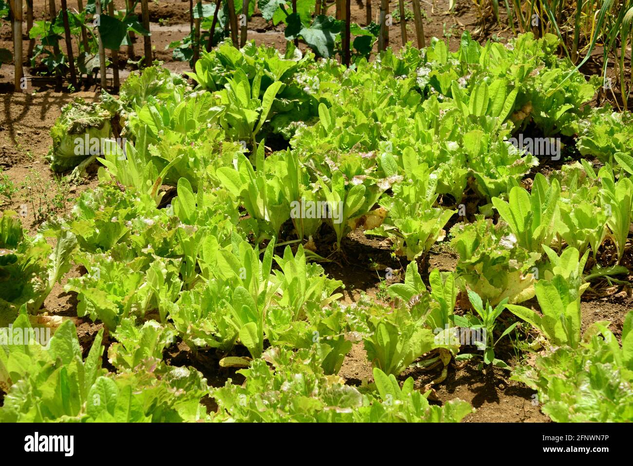Lettuce, leafy vegetables rich in organoleptic and nutritional ...