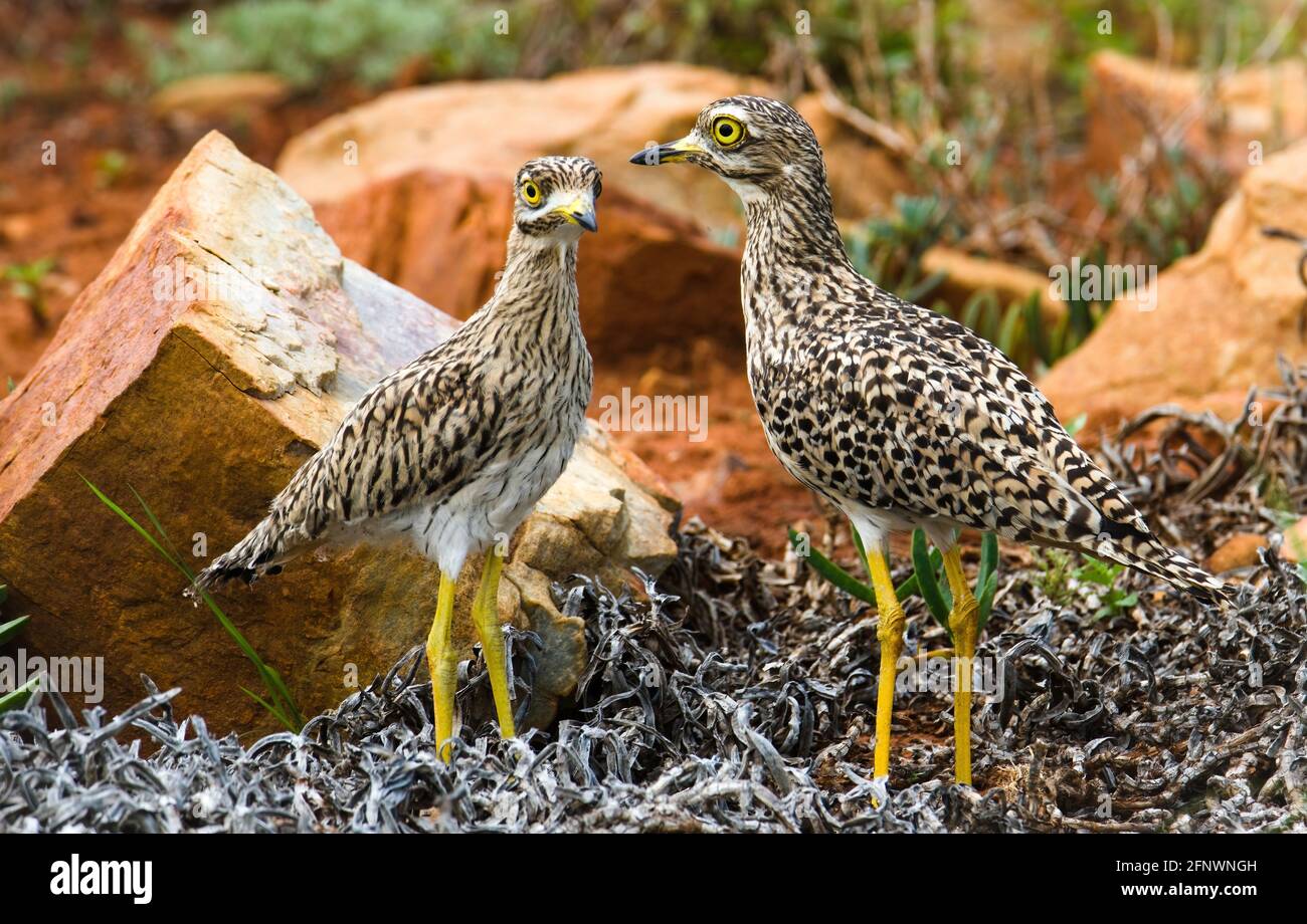 Spotted thick-knee (Burhinus capensis Stock Photo - Alamy