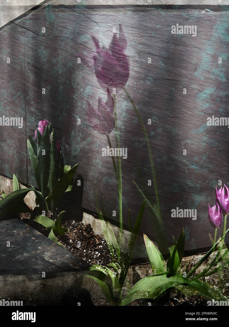 Magenta flowers hi-res stock photography and images - Alamy