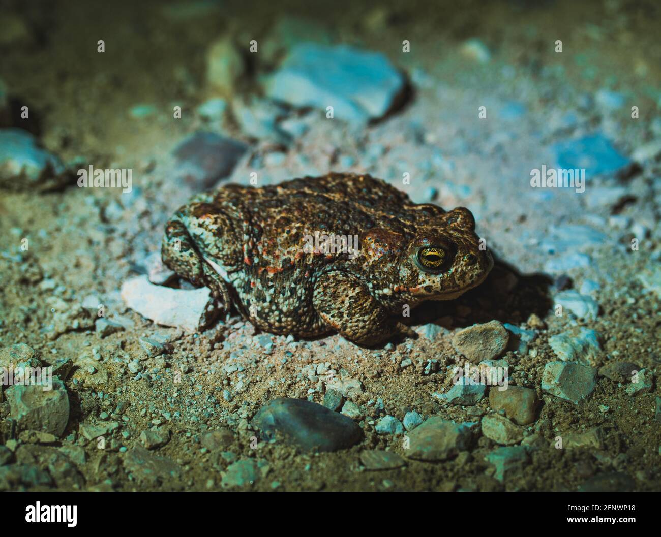 Orange and green Natterjack toad standing on rocks Stock Photo - Alamy
