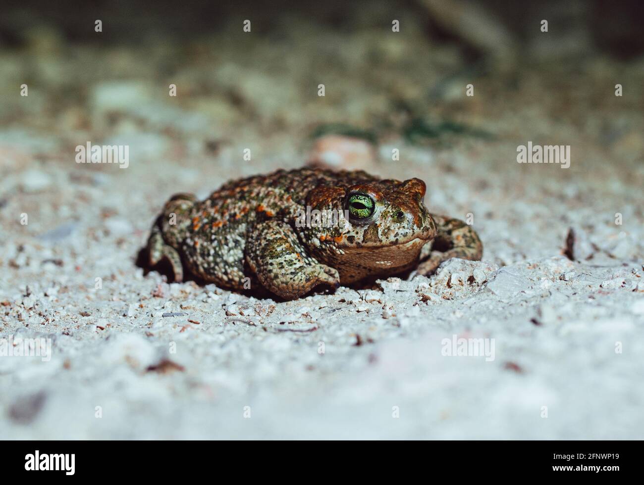 Orange and green Natterjack toad standing on a ground Stock Photo - Alamy