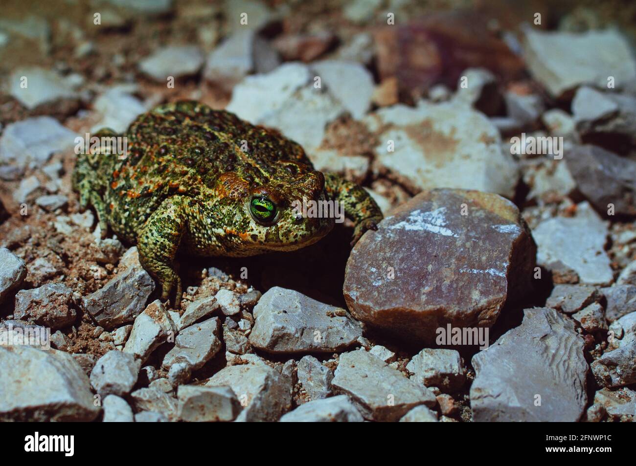Orange and green Natterjack toad standing on rocks Stock Photo - Alamy