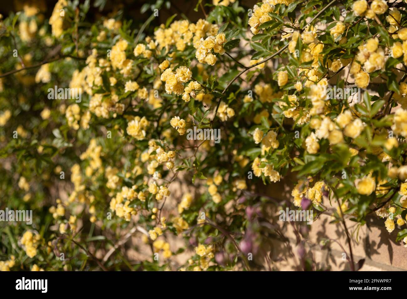 Mass of roses - Rosa Banksiae Lutea (Yellow Banks' rose Stock Photo - Alamy