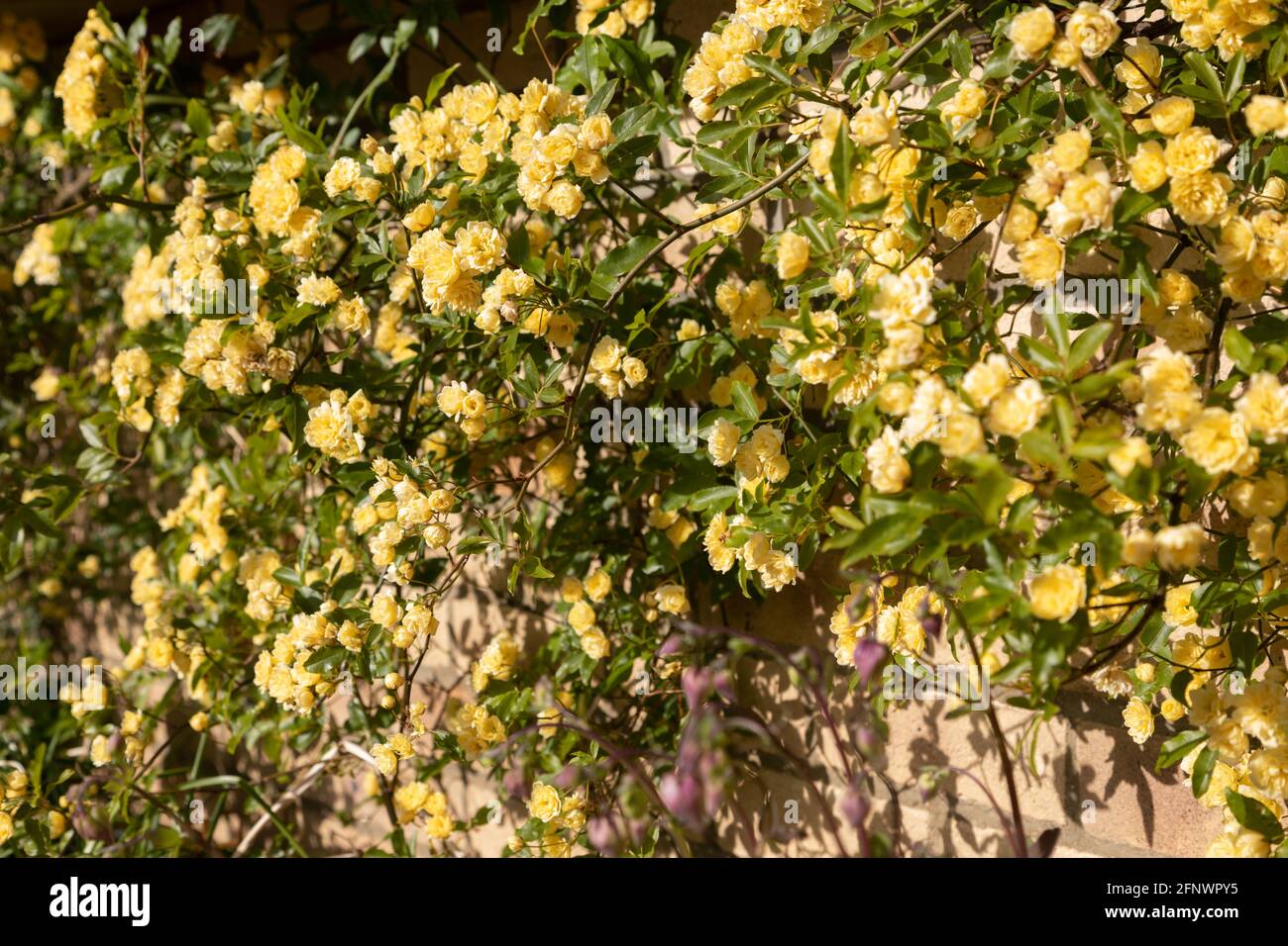 Massed roses hi-res stock photography and images - Alamy
