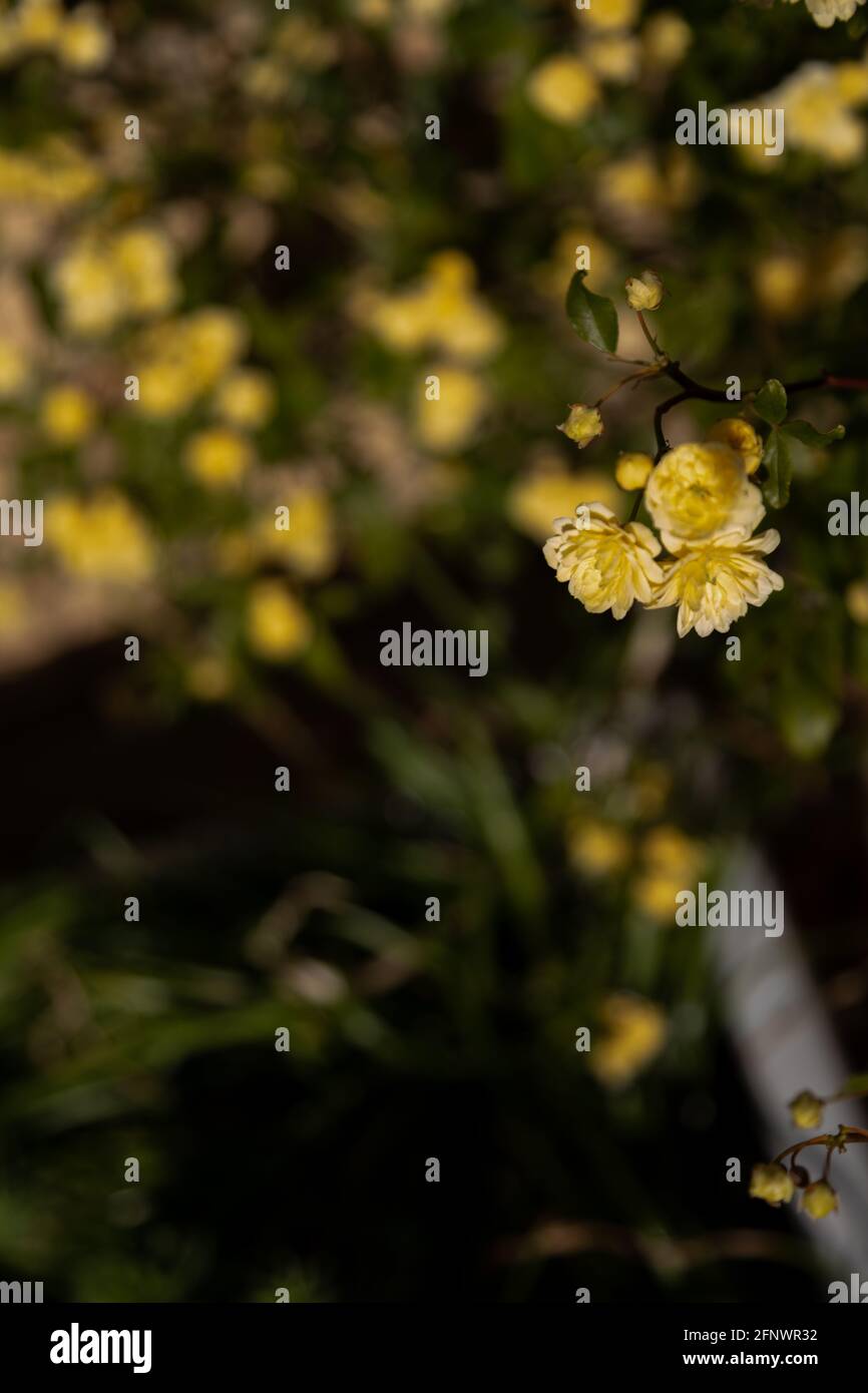 Rose Dorothea High Resolution Stock Photography and Images - Alamy