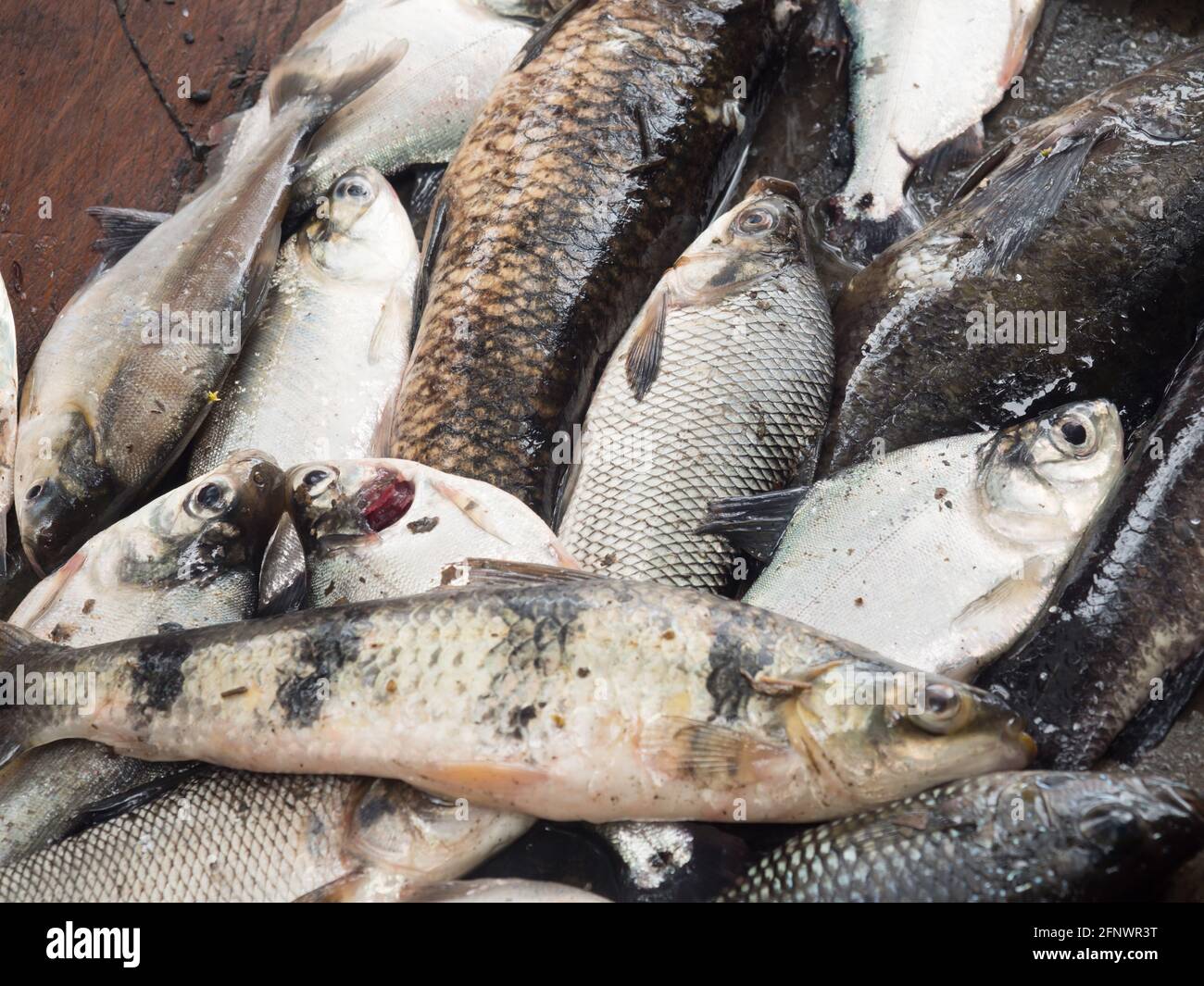 A close-up for many fish in a wooden boat caught in an Amazon ...