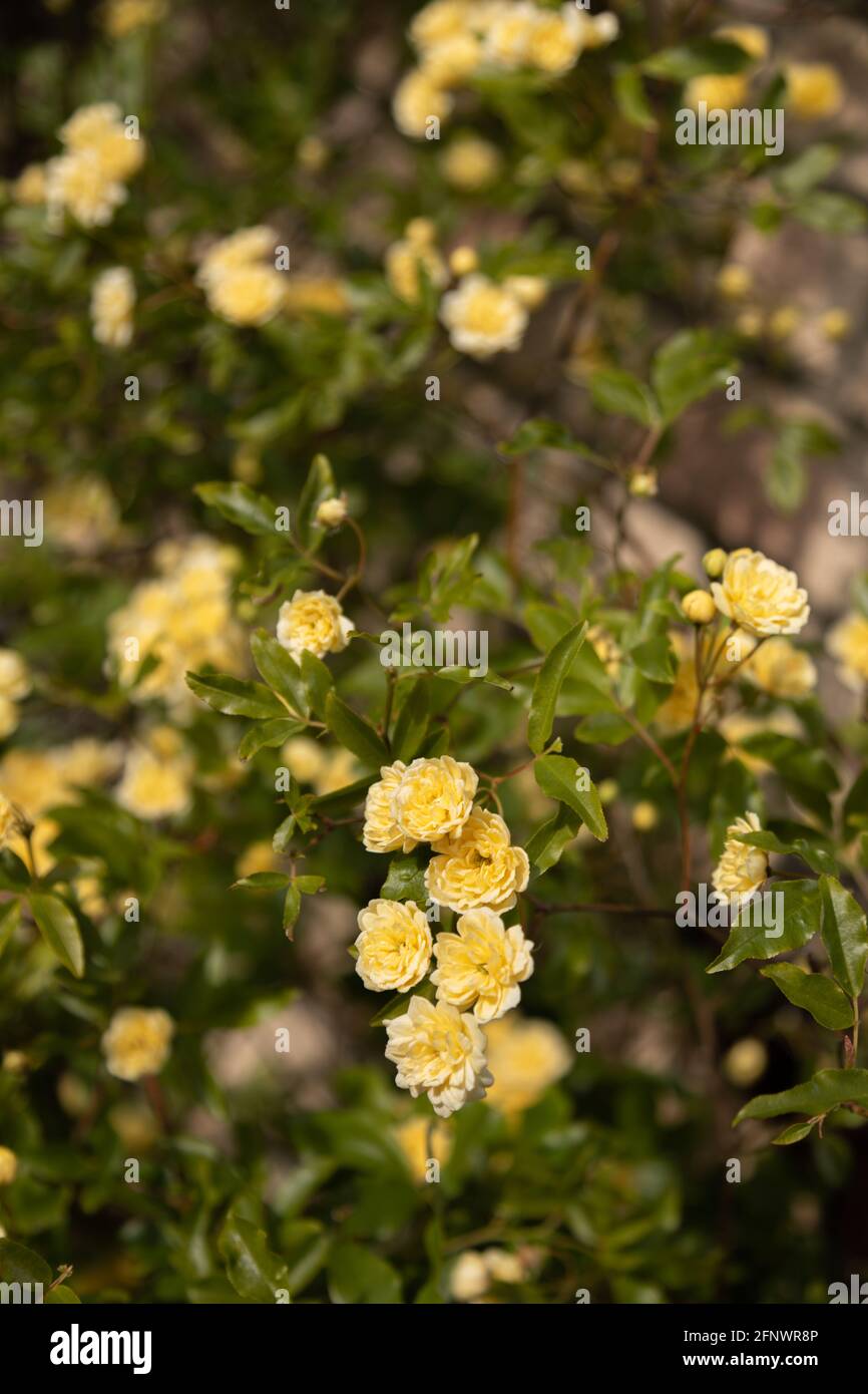 Mass of roses - Rosa Banksiae Lutea (Yellow Banks' rose Stock Photo - Alamy