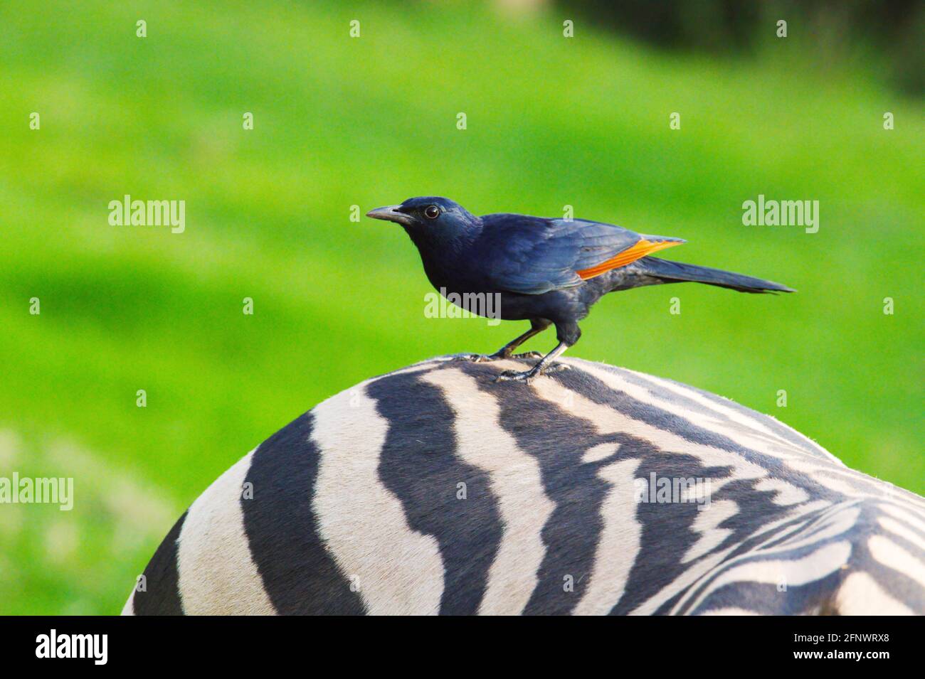 Hitching a ride hi-res stock photography and images - Alamy