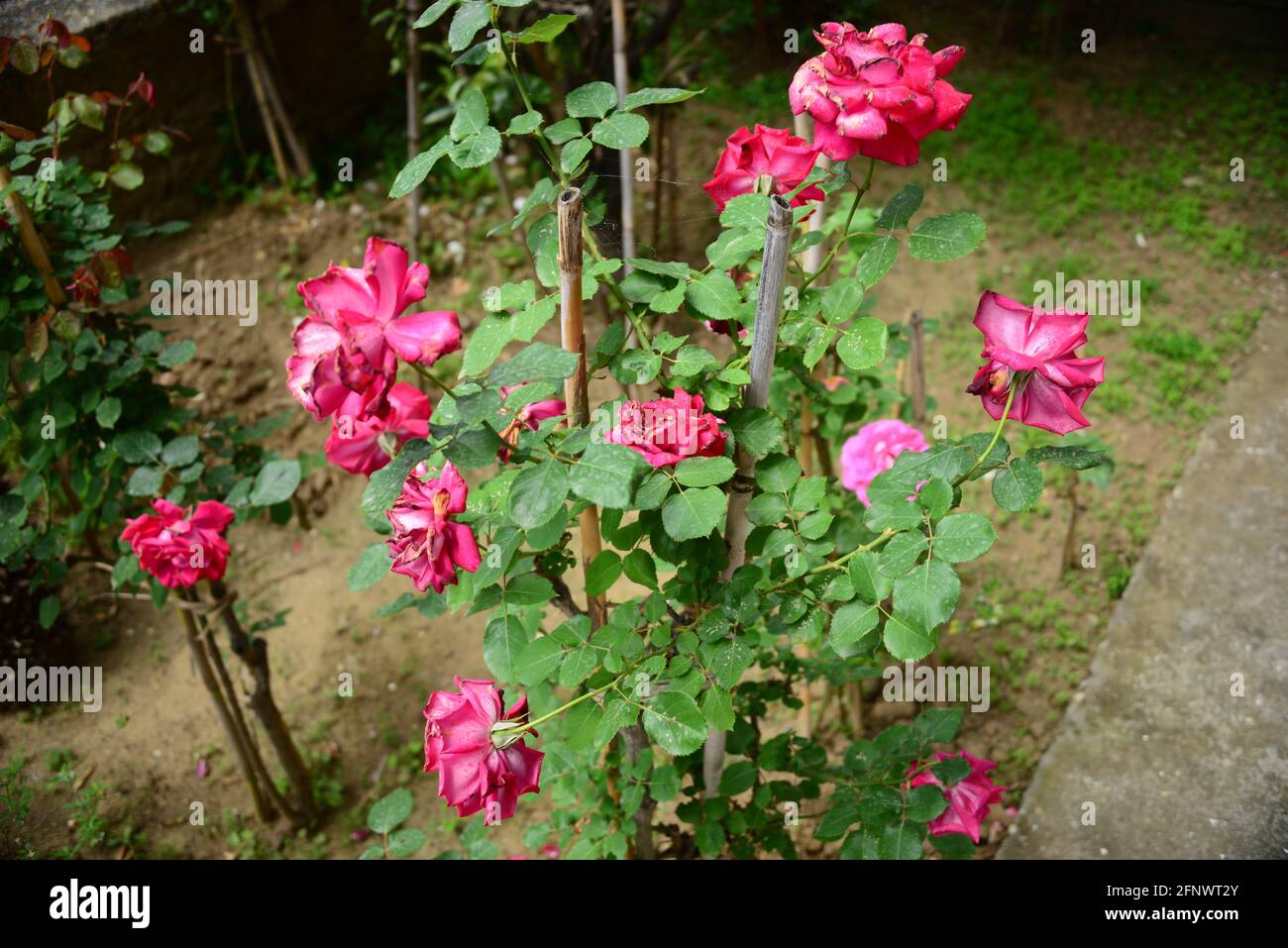 Rose, genus of the Rosaceae family Stock Photo - Alamy