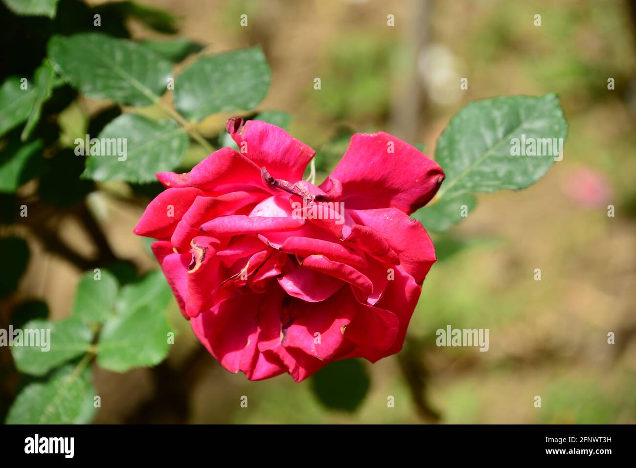 Rose, genus of the Rosaceae family Stock Photo - Alamy