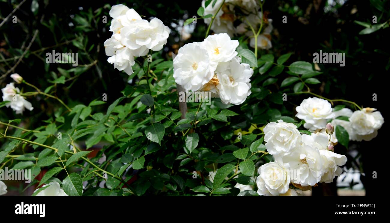 Rose plant genus hi-res stock photography and images - Alamy