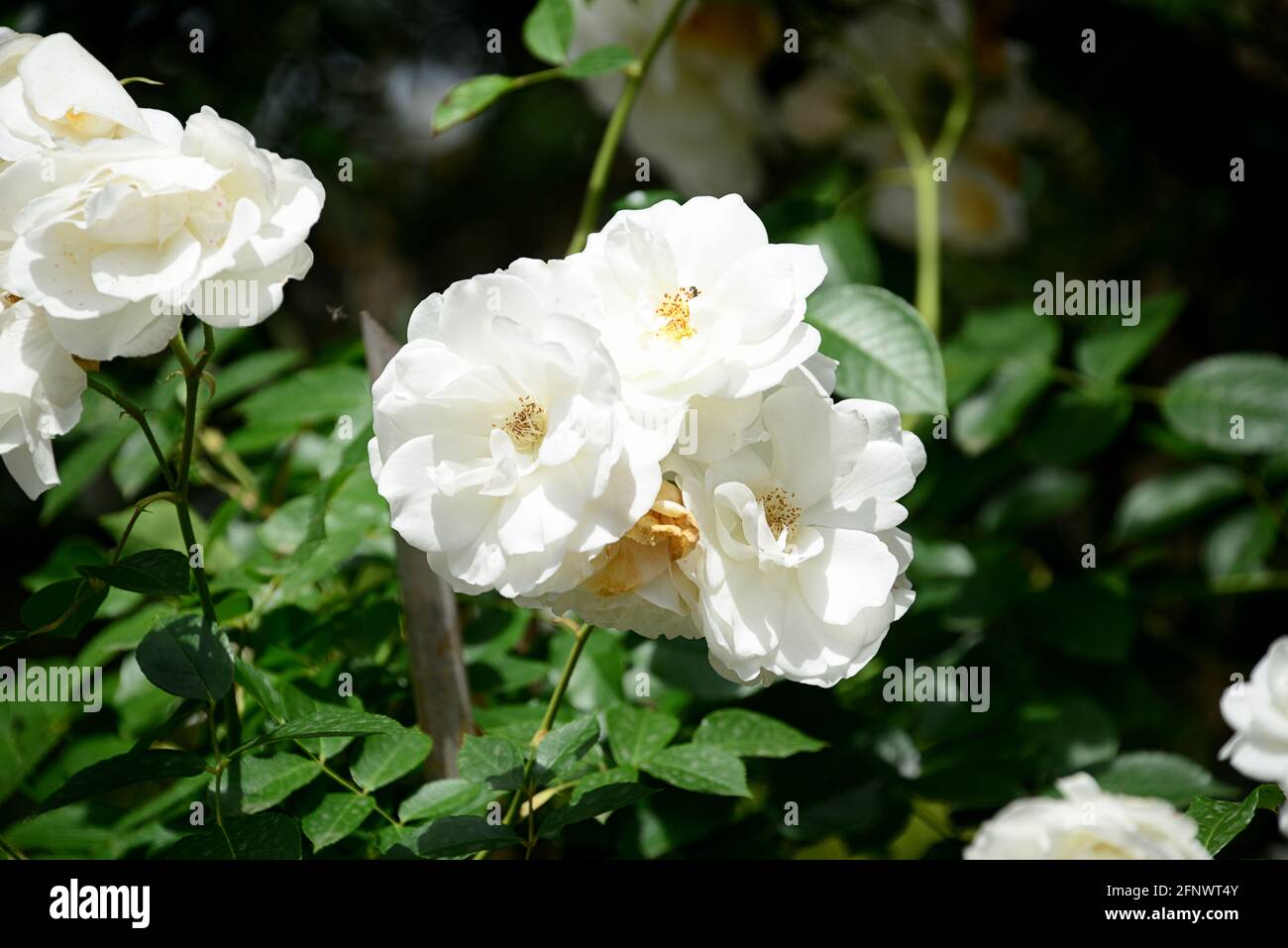 Rose, genus of the Rosaceae family Stock Photo - Alamy