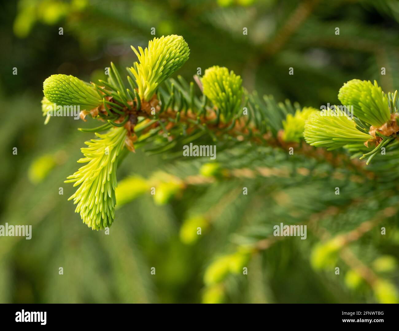 fresh shoots of a conifer Stock Photo - Alamy