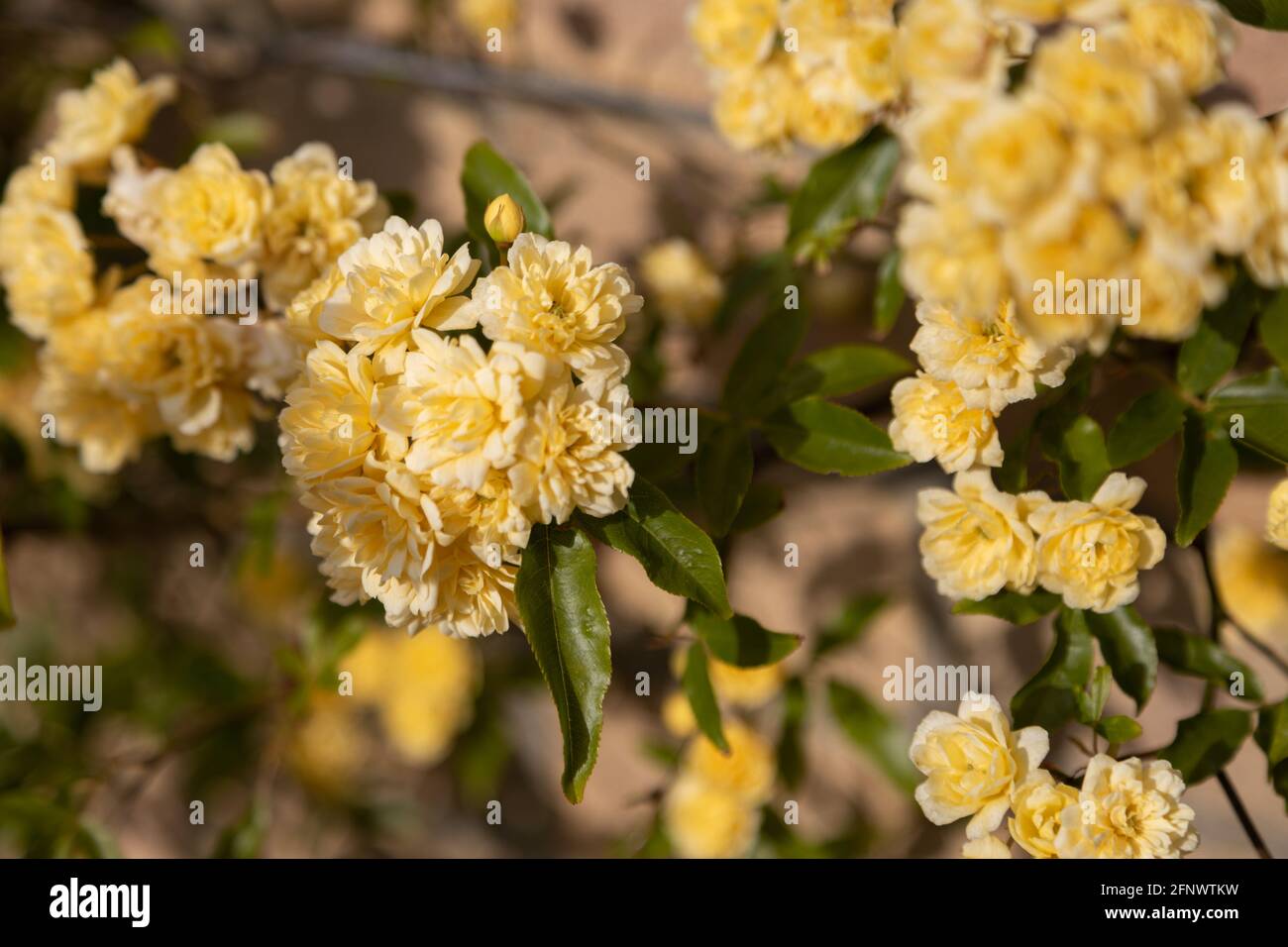 Rosa Banksiae Lutea (Yellow Banks' rose Stock Photo - Alamy