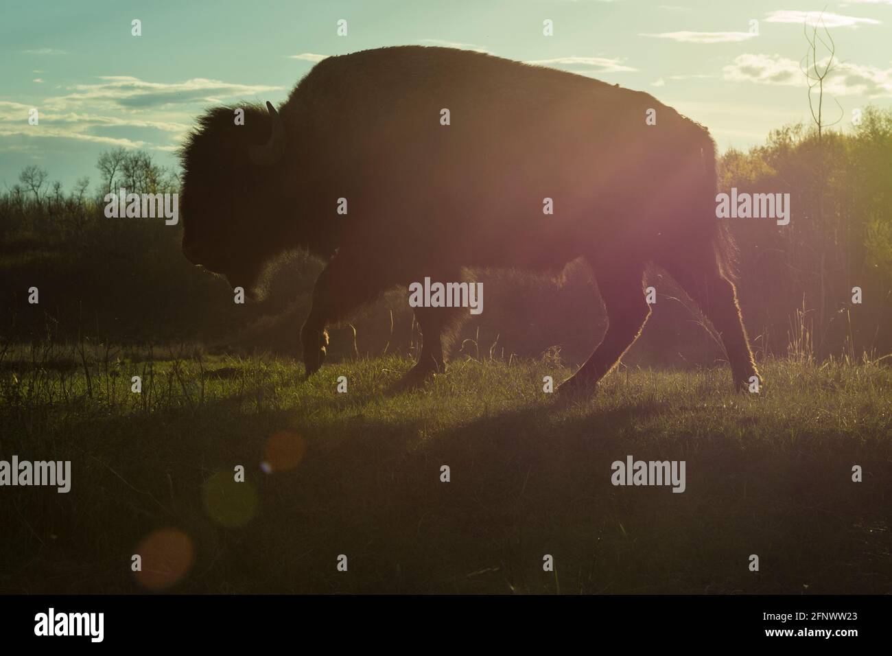 Bison in Spring, Elk Island National Park, Alberta, Canada Stock Photo ...