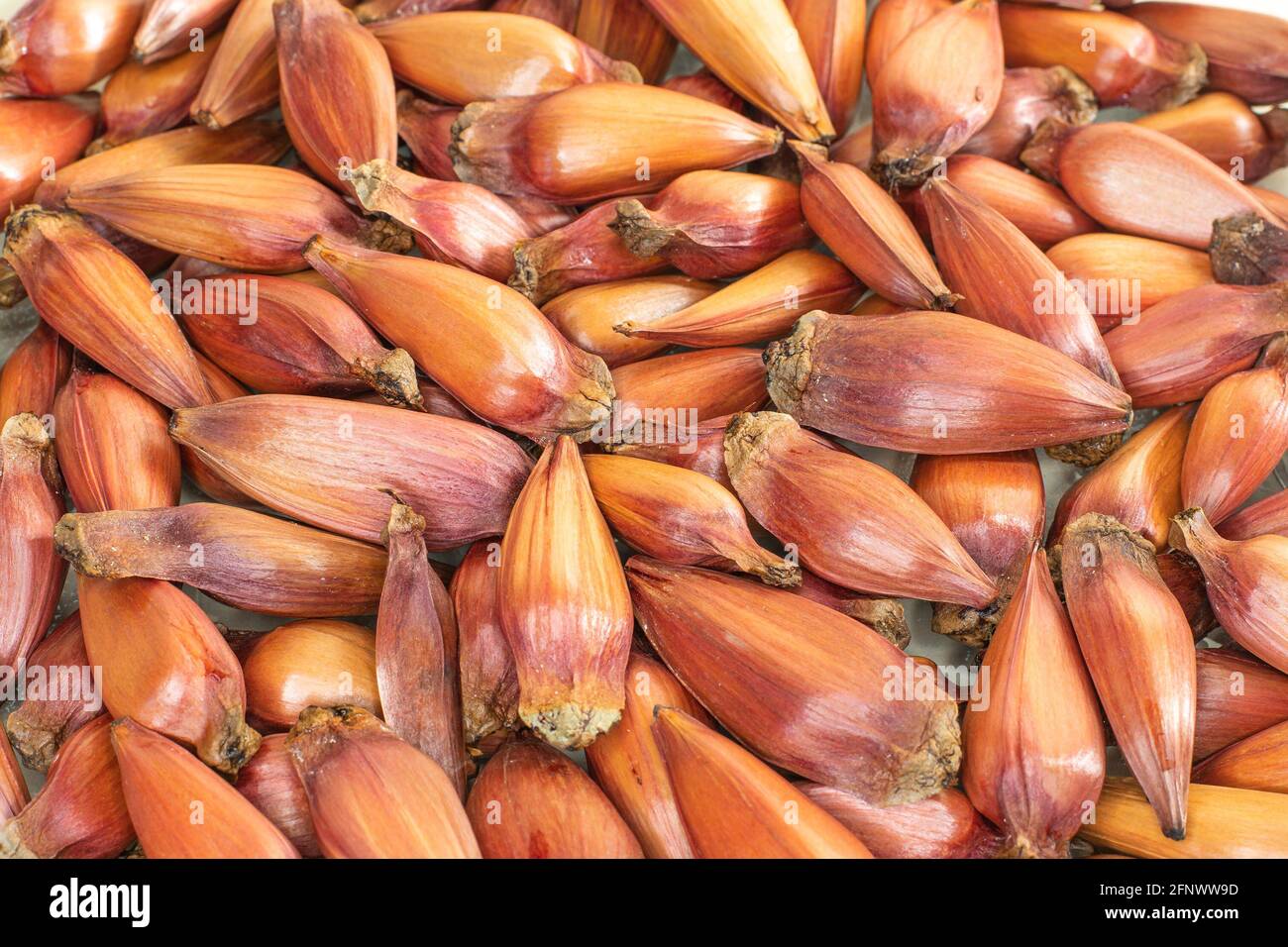 Pinion seeds, Araucaria seeds of Pinha. Oleaginous carbohydrate from ...