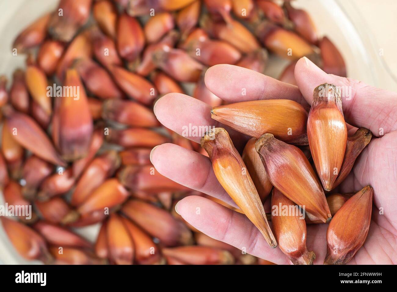 Hand showing some brazilian Pinion seeds, Araucaria seeds of Pinha ...
