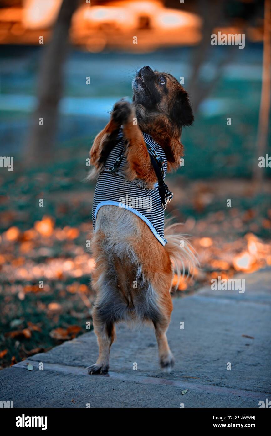 cute small dog standing on two legs and looking for his owner. Pets ...