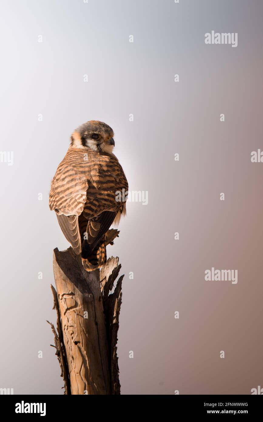 Close up sea hawk hi-res stock photography and images - Alamy