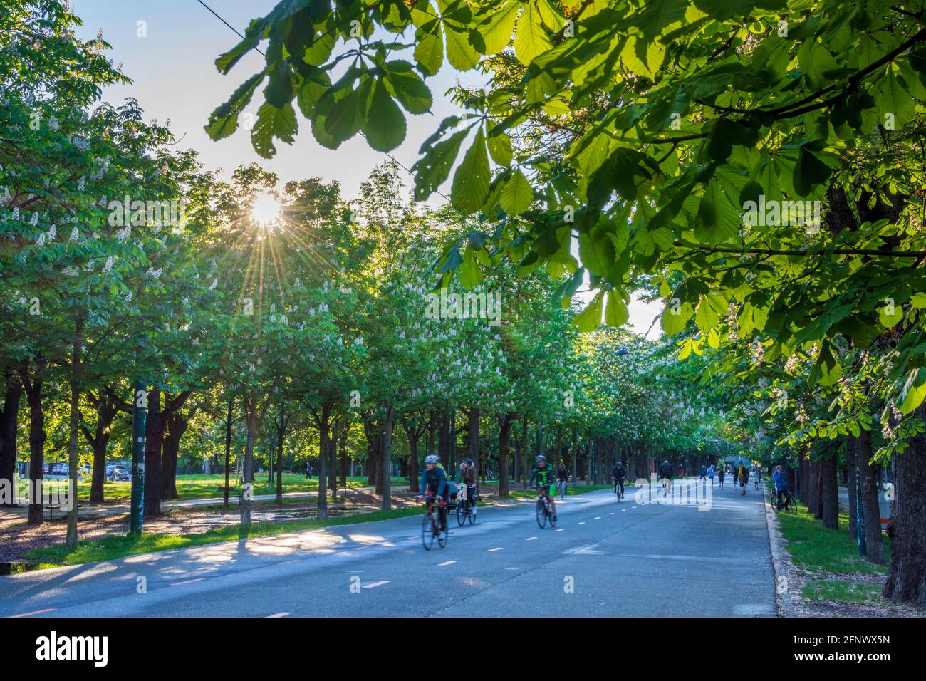Wien, Vienna: avenue Hauptallee in park Prater, blossoming chestnut ...