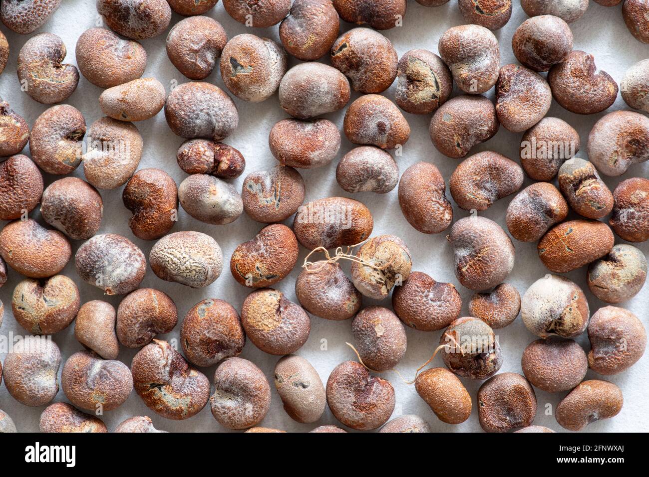 Small group of baobab seeds Stock Photo - Alamy