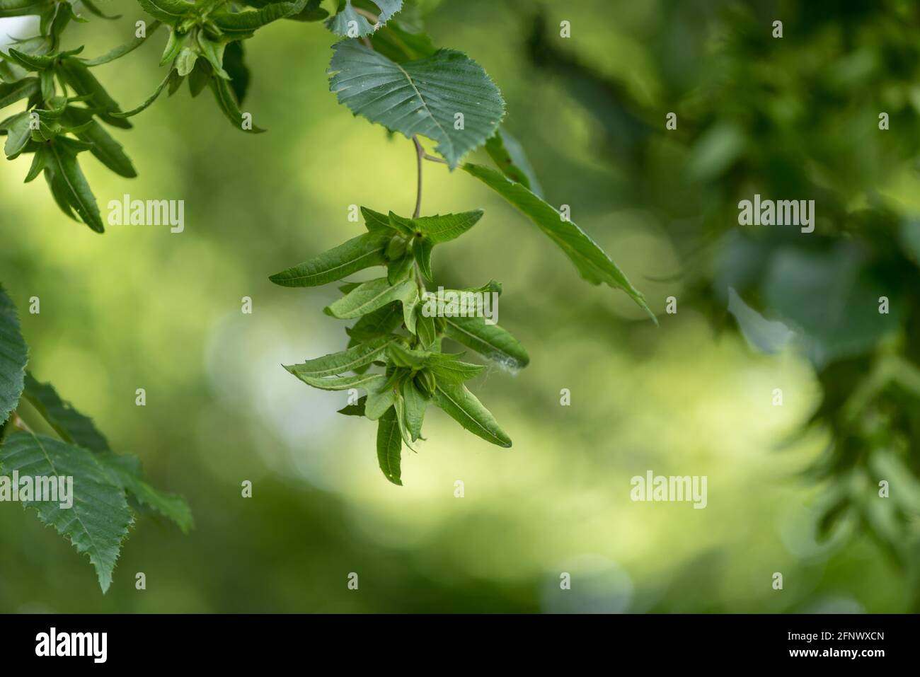 Beech tree in summer in front of green blurred background with immature ...
