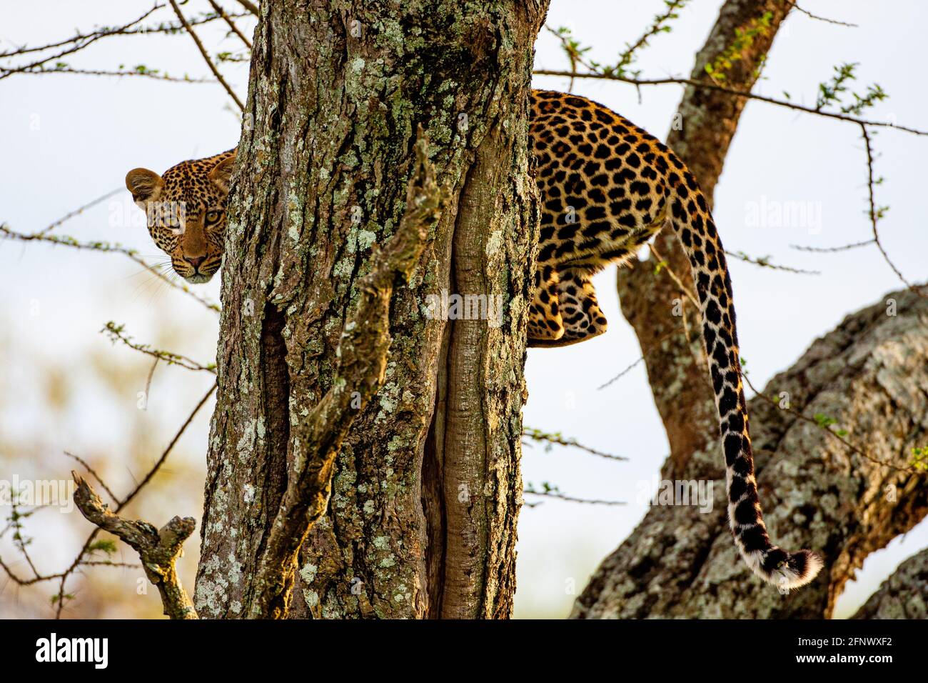 Leopard (Panthera pardus) Marks its territory Stock Photo - Alamy