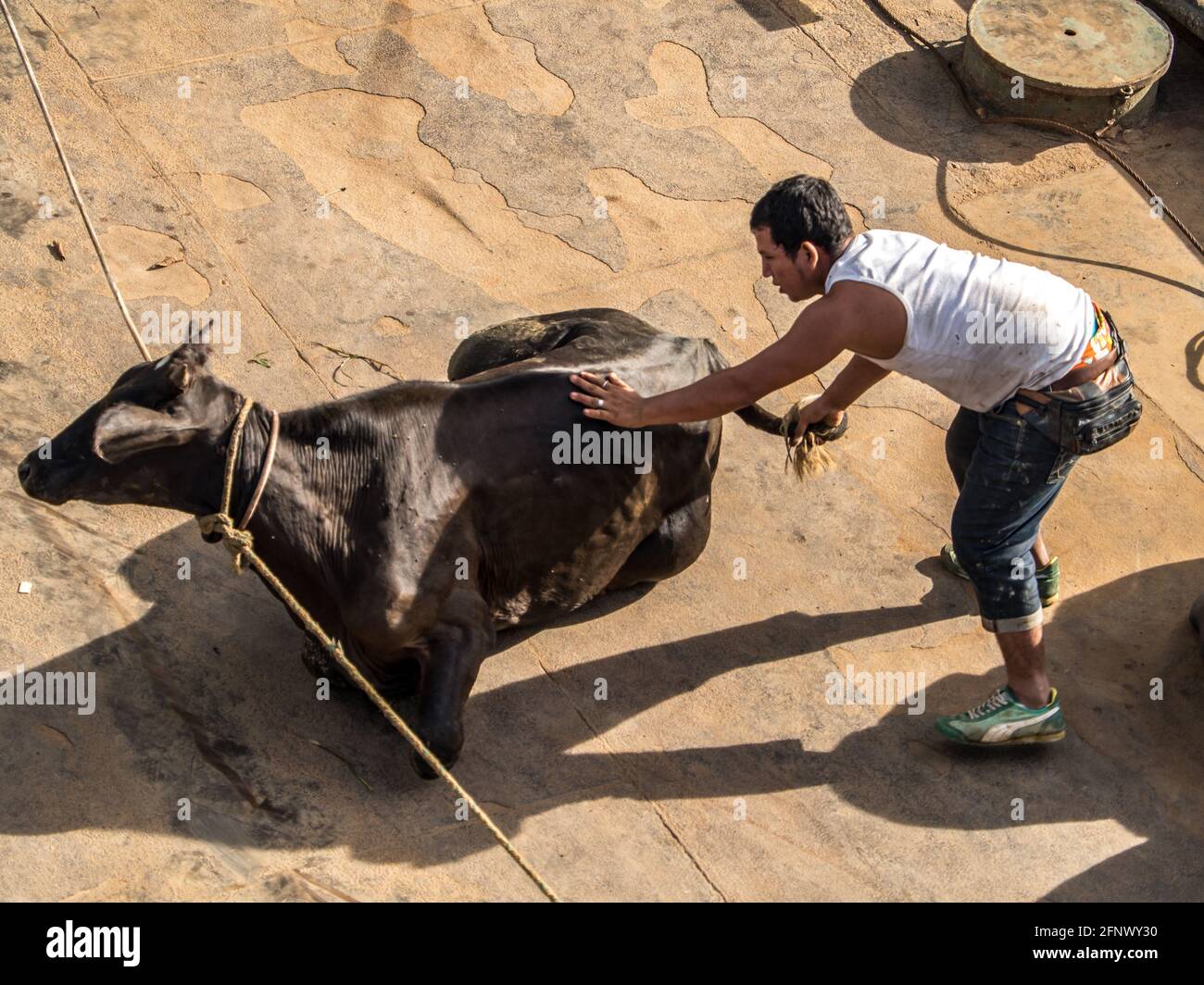 Amazon River Basin, Peru - May 2015: A man pulls a cow onto a ship off ...