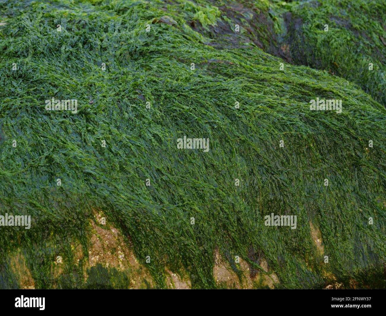 Seaweed natural fertiliser hi-res stock photography and images - Alamy