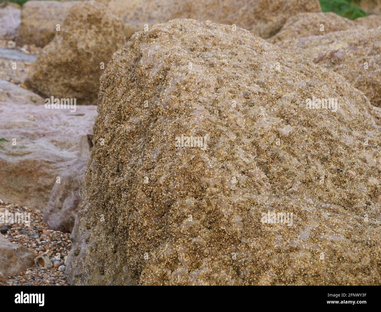 Many small shells on a rock, UK Stock Photo - Alamy