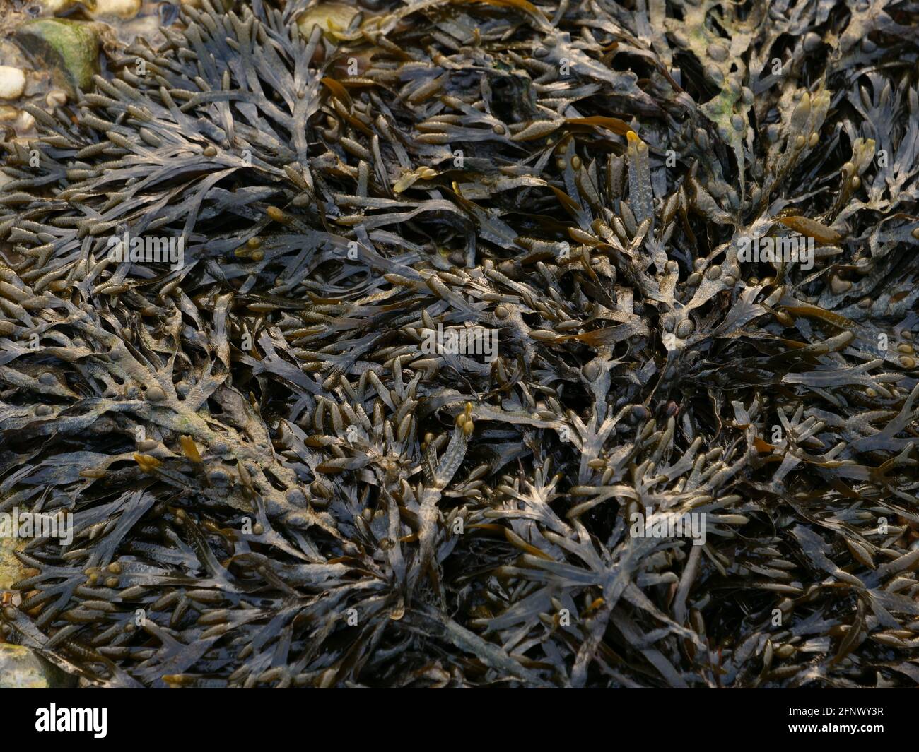 Purple seaweed, UK Stock Photo - Alamy