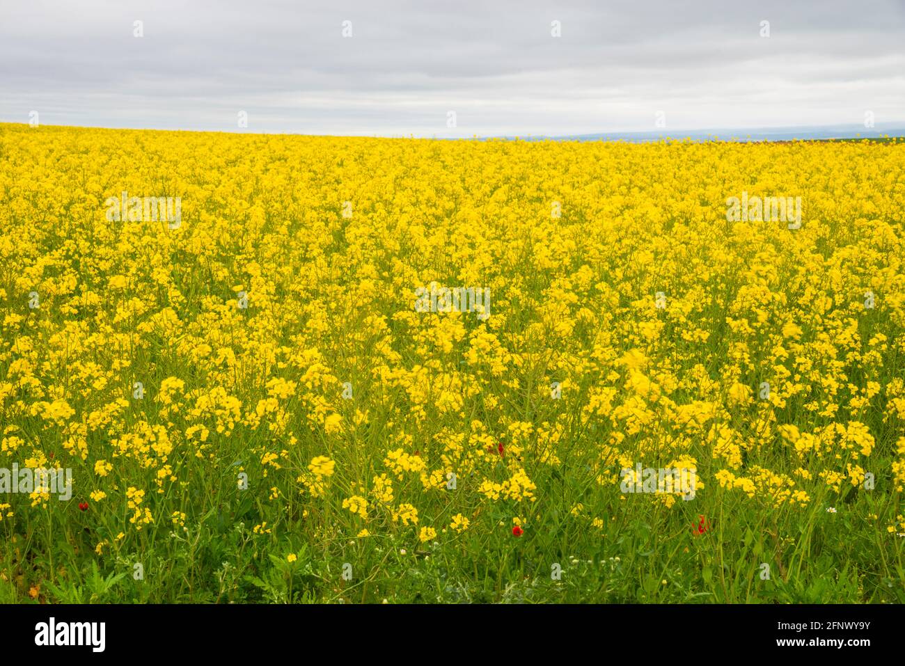 Colza plantation. Spain Stock Photo - Alamy