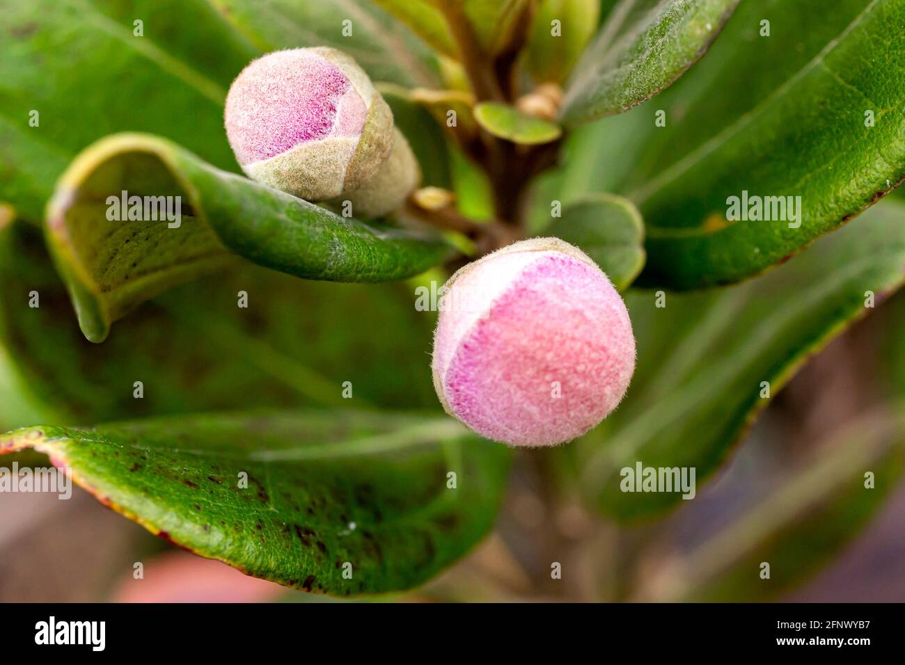 Ceylon hill gooseberry hi-res stock photography and images - Alamy
