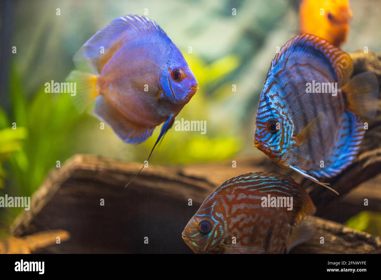 View of discus fish swimming in planted aquarium. Tropical fishes ...