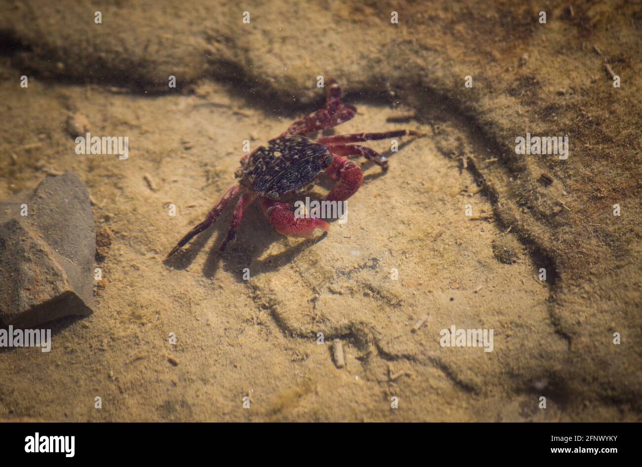 Striped Shoreline Crab underwater in a tidal pool Stock Photo - Alamy