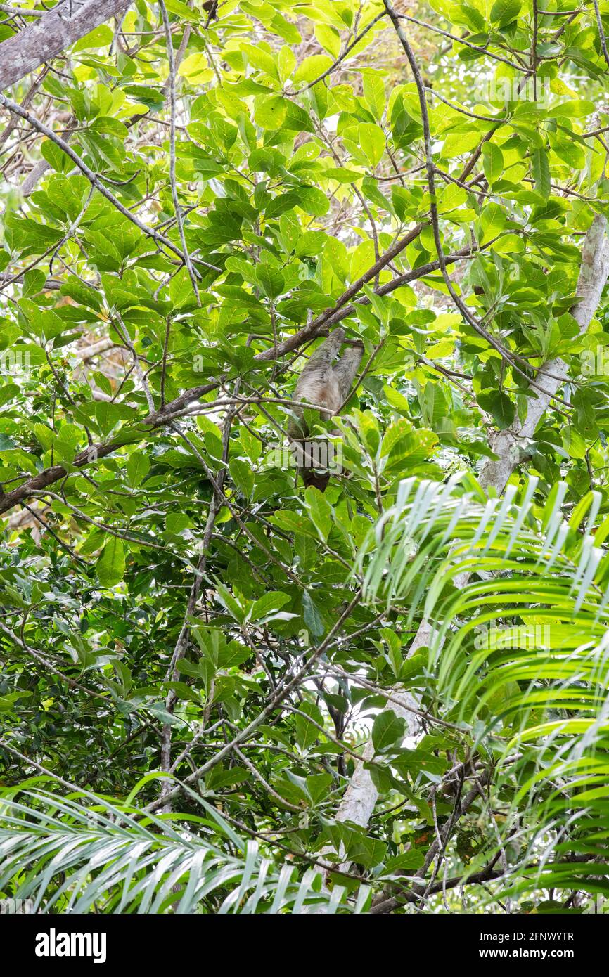 The Brown Throated Three Toed Sloth Bradypus Variegatus In The Tree
