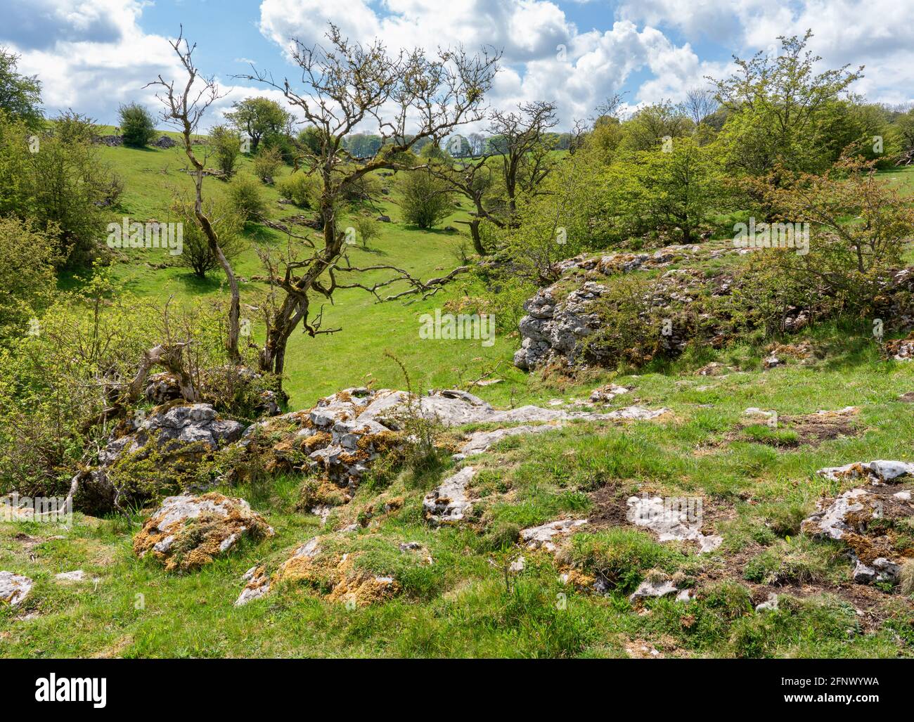 Fern Dale a small dry limestone valley above Lathkill Dale in the ...