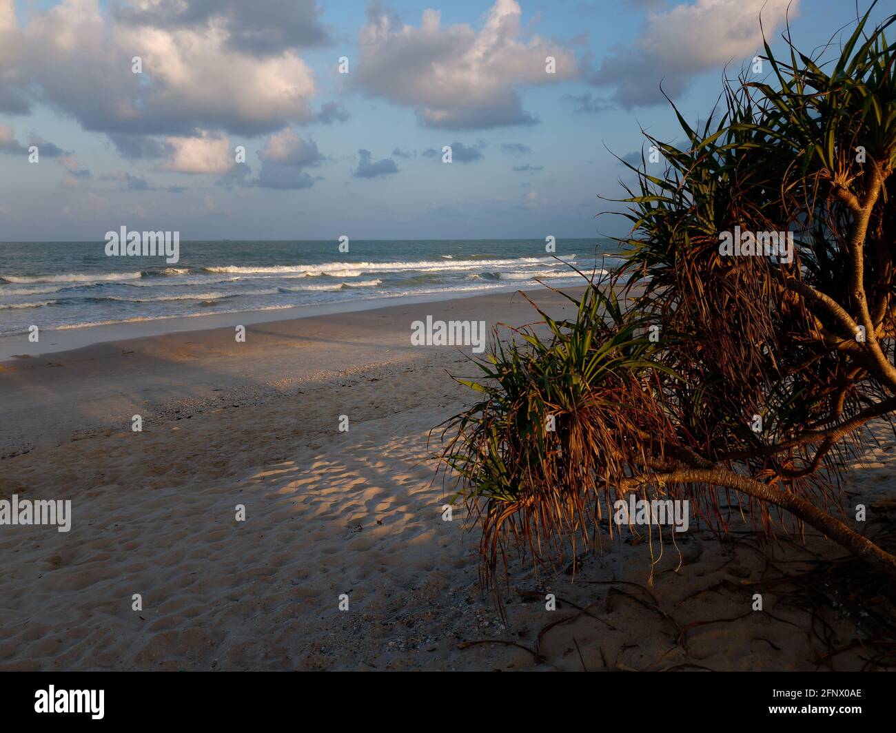 Calmful ocean beach dusk sunset with tree, deep blue sky and breezing ...