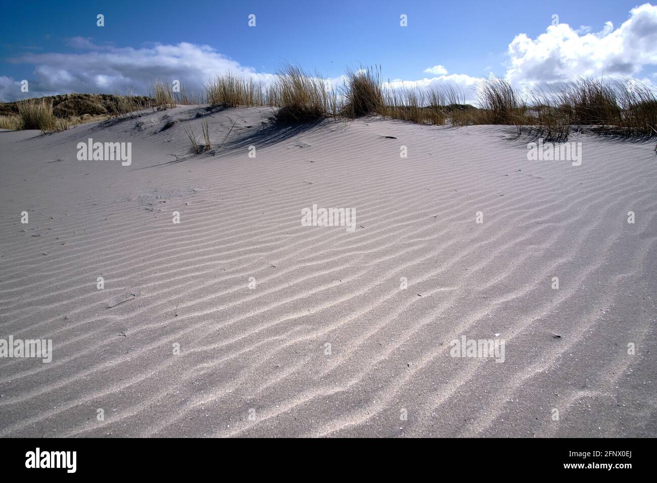 Dutch dunes with white sand ripple pattern, beach grass on the beach ...