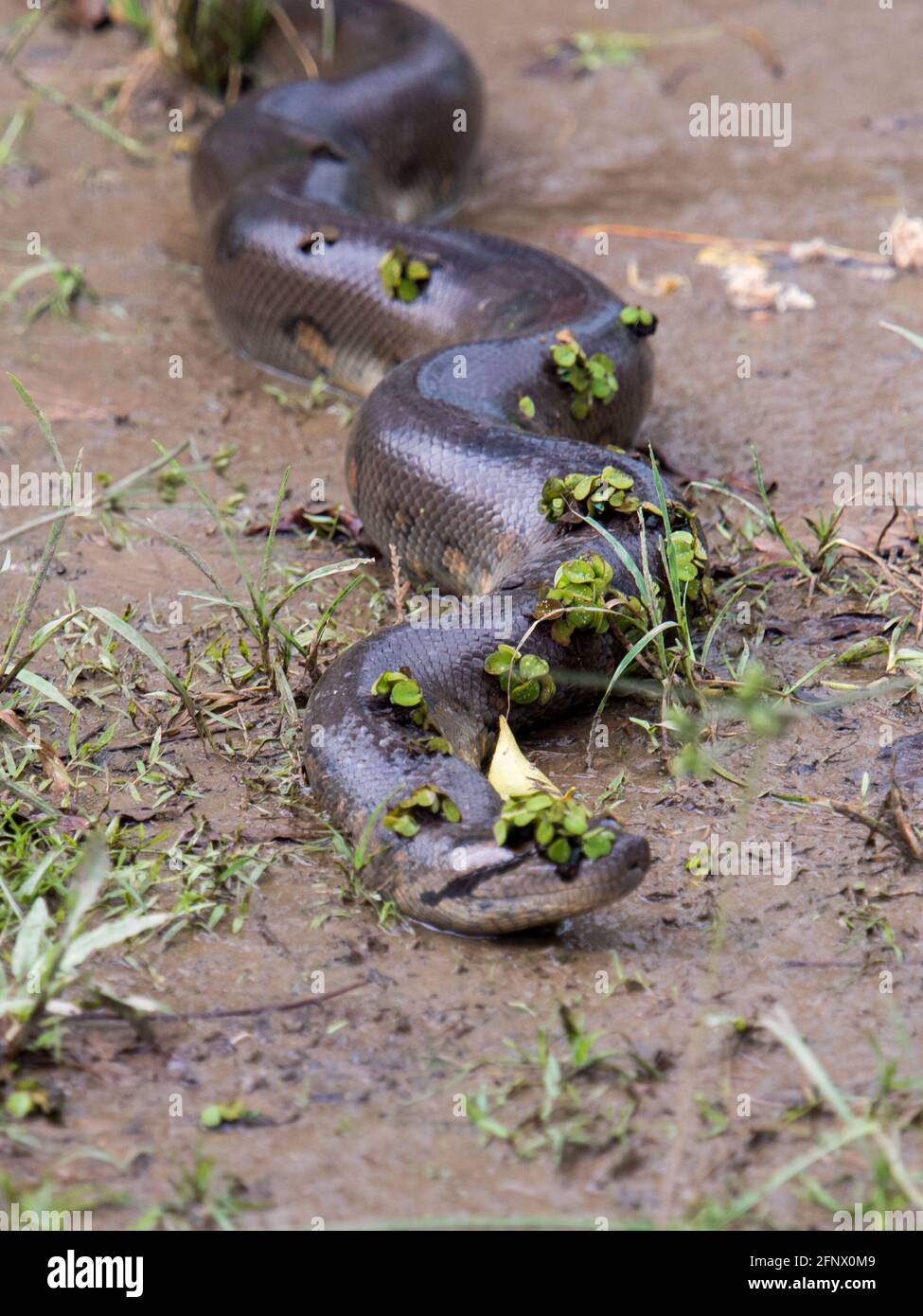A snake on the island of monkeys near Iquitos. Boa snake. Amazon rain ...
