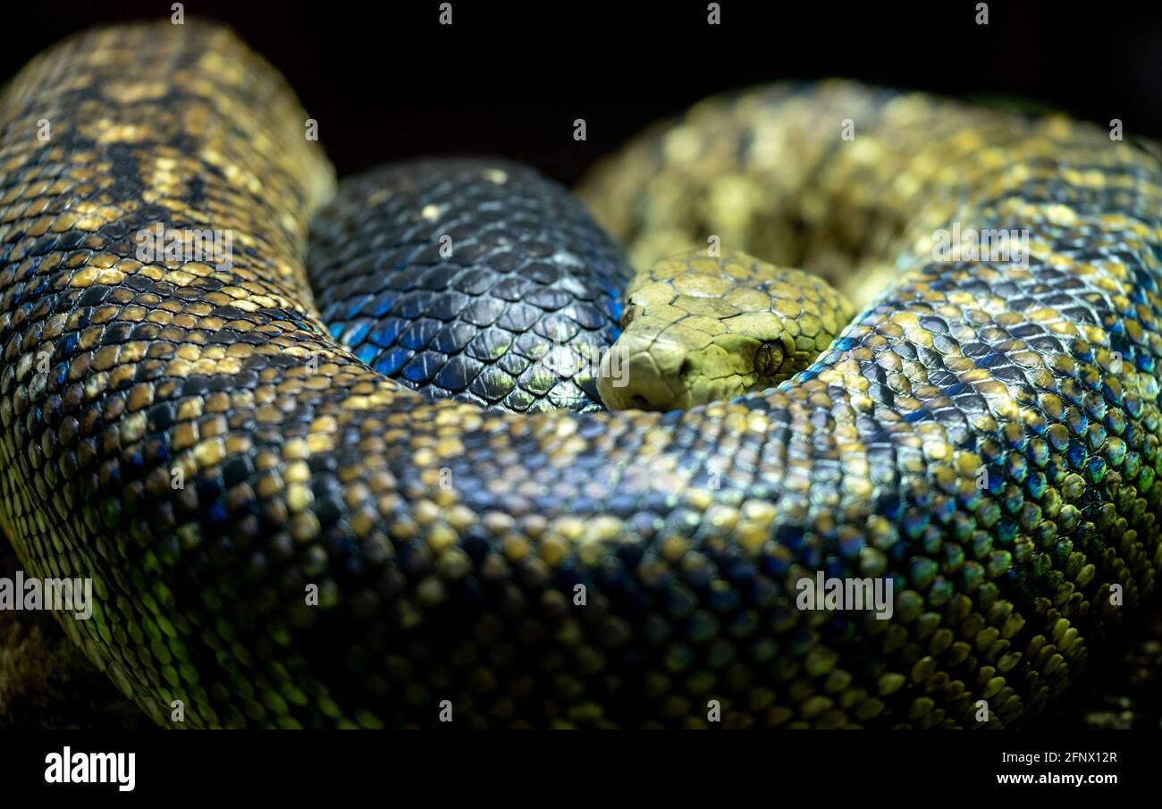 Jamaican boa, also known as yellow snake, looks towards the camera. The ...
