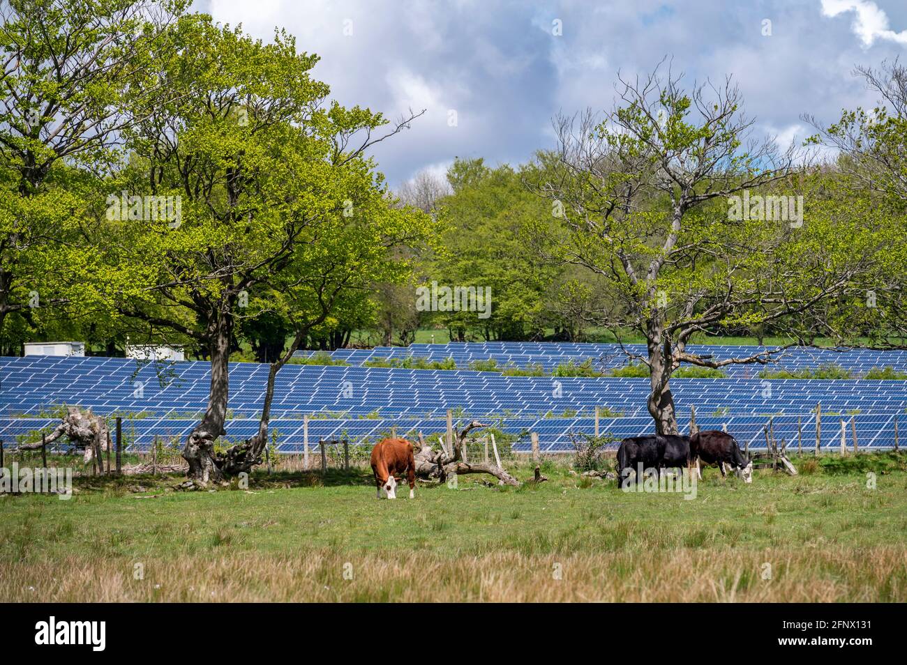 A field of solar panels with grazing cattle in the foreground at ...