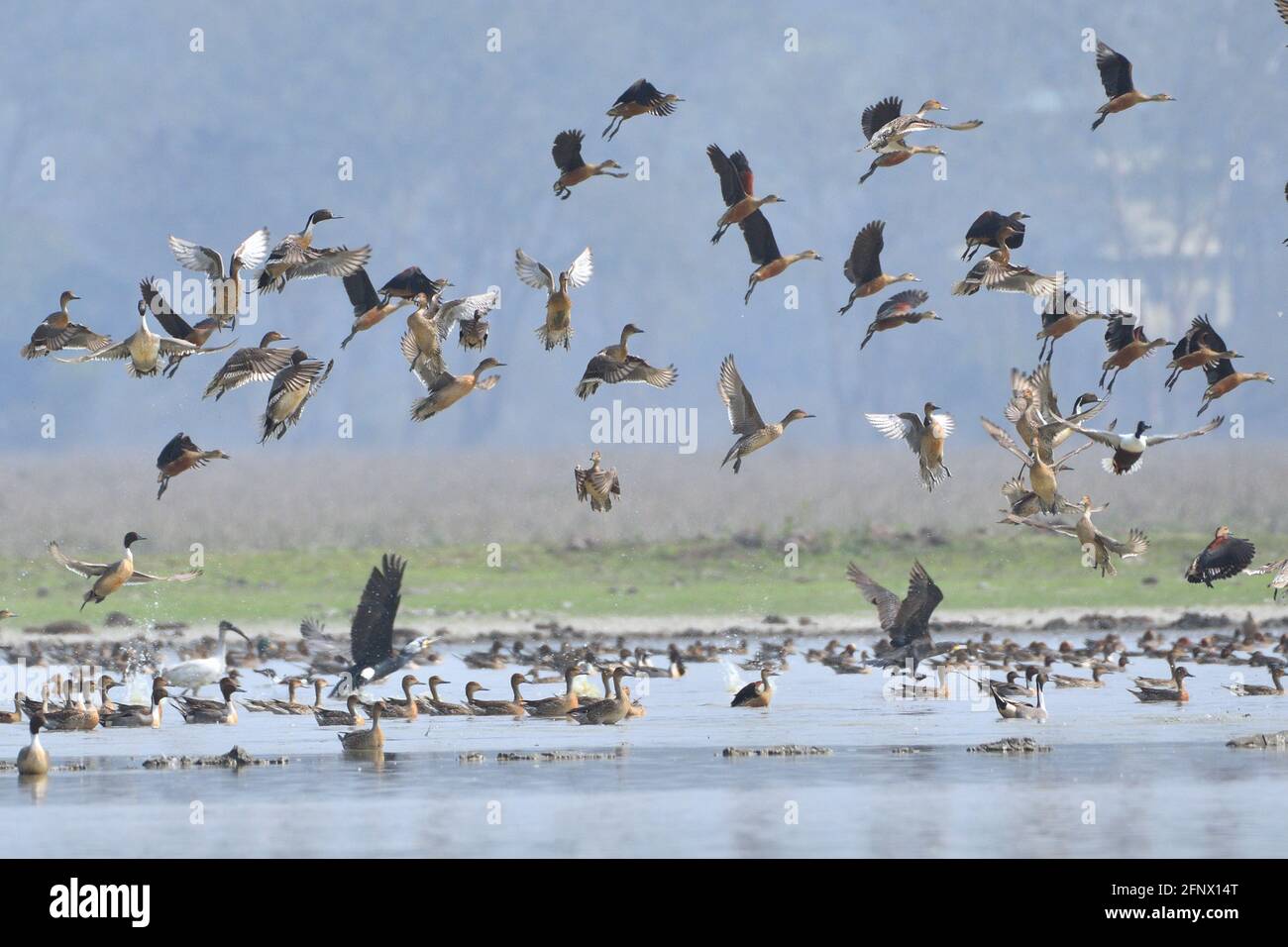 Flock Of Migratory Birds Are Flying Over The Sanctuary Wetland Stock ...