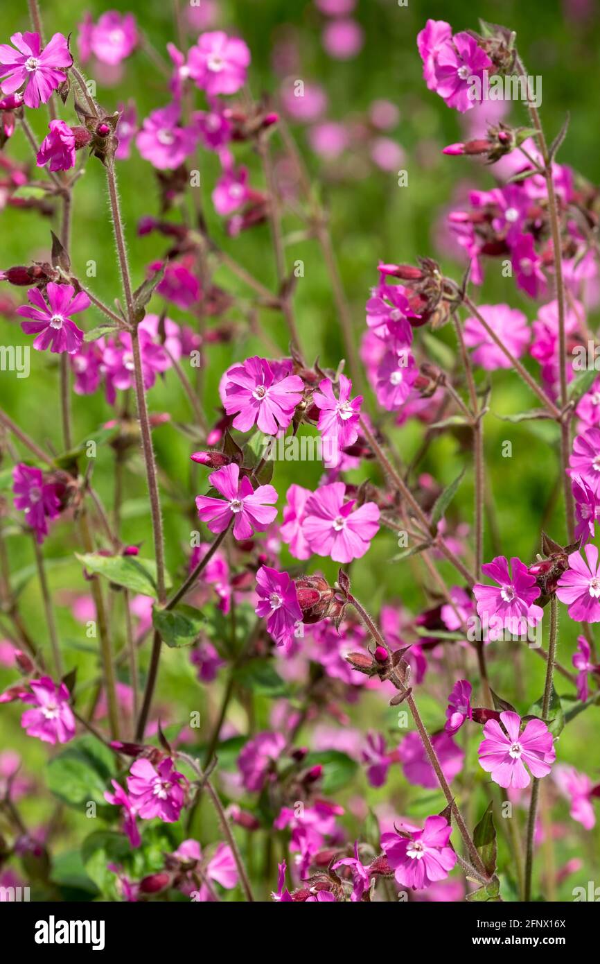 Morning campion, also known as red or pink campion or silene dioica ...