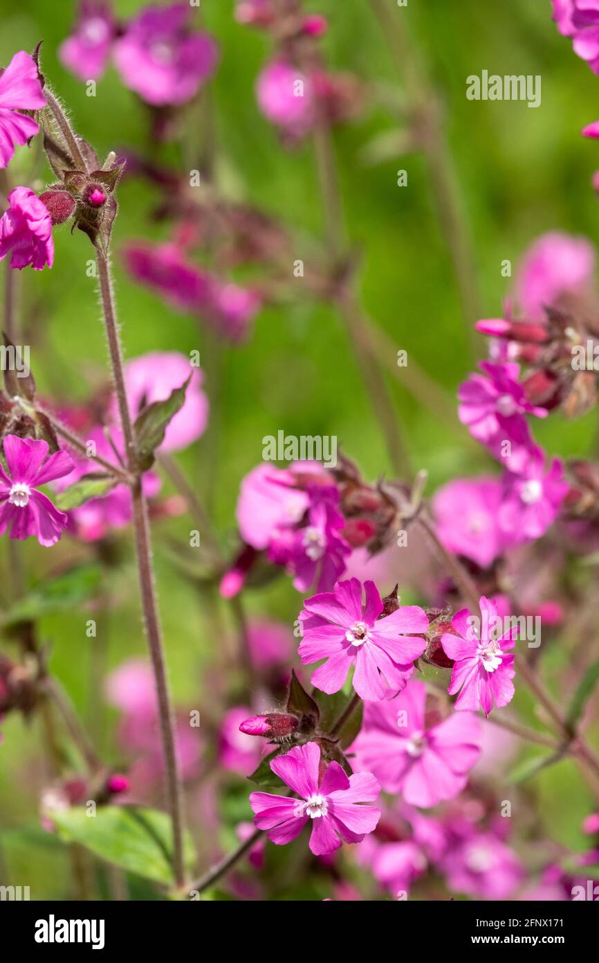 Morning campion, also known as red or pink campion or silene dioica ...