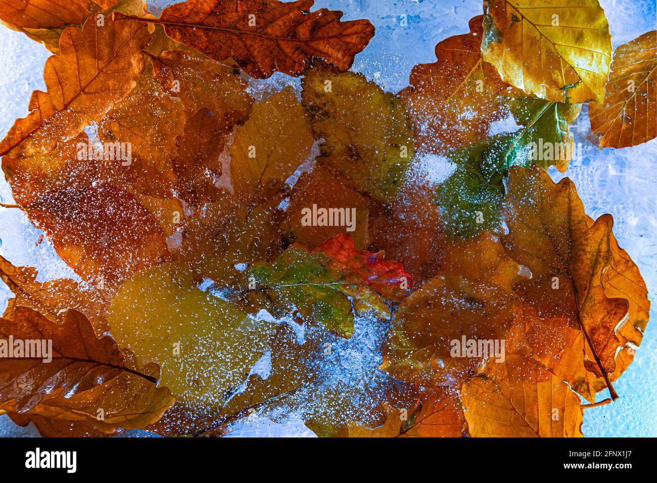 Autumn colours. Fallen leaves frozen in the ice Stock Photo - Alamy