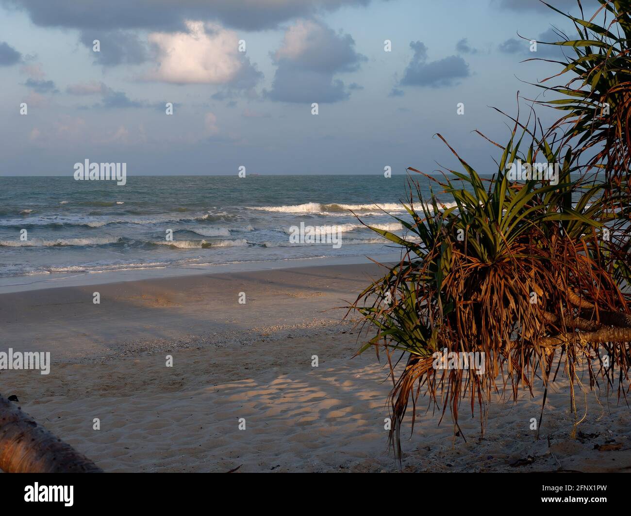 Calmful ocean beach dusk sunset with tree, deep blue sky and breezing ...